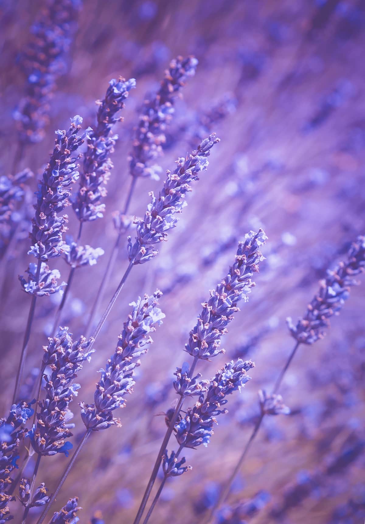 So-Calm PHB: Calma y Cuidado Natural - PHB